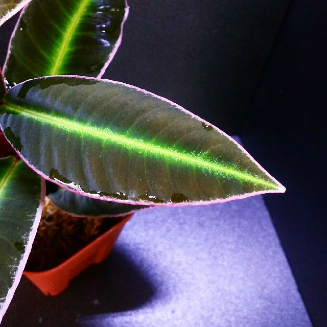 熱帯植物 アルデシア sp ライトセーバー 葉挿し株の通販 by 熱帯植物 アルデシア sp ライトセーバー 葉挿し株の通販 by