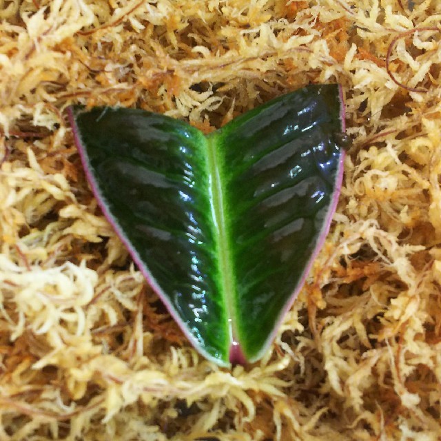 熱帯植物 アルデシア sp ライトセーバー 葉挿し株の通販 by 熱帯植物 アルデシア sp ライトセーバー 葉挿し株の通販 by