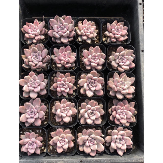 多肉植物 多肉植物 血月錦 6cm鉢 激レア 抜き苗の通販 by Nan 多肉植物 多肉植物 血月錦 6cm鉢 激レア 抜き苗の通販 by Nan