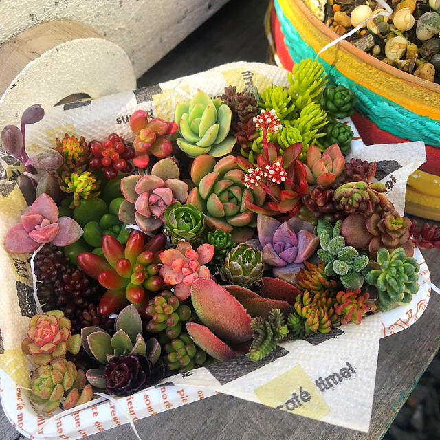 多肉植物カット苗 寄せ植えに!の通販 by K☺︎_B▶︎|ラクマ 多肉植物カット苗 寄せ植えに!の通販 by K☺︎_B▶︎|ラクマ