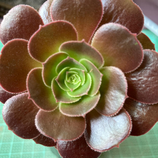 多肉植物 アエオニウム サラダボールの通販 by まめラブ♡'s 多肉植物 アエオニウム サラダボールの通販 by まめラブ♡'s
