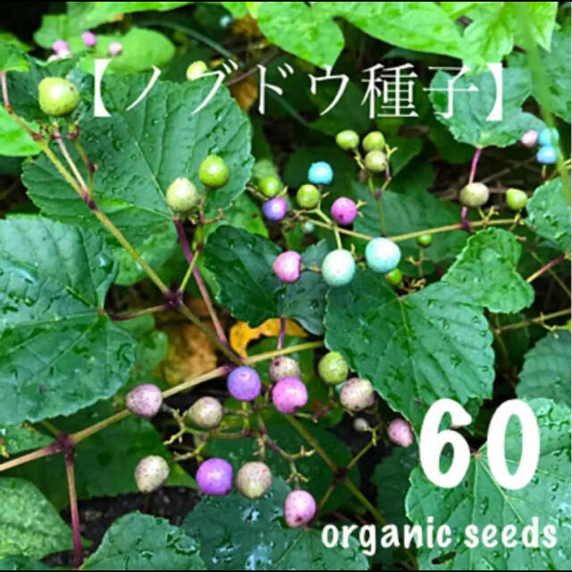 野葡萄(ノブドウ)抜き苗 野葡萄(ノブドウ)抜き苗