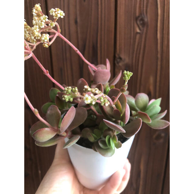 多肉植物 クラッスラ ワテルメイエリー 抜き苗の通販 by 多肉植物 クラッスラ ワテルメイエリー 抜き苗の通販 by