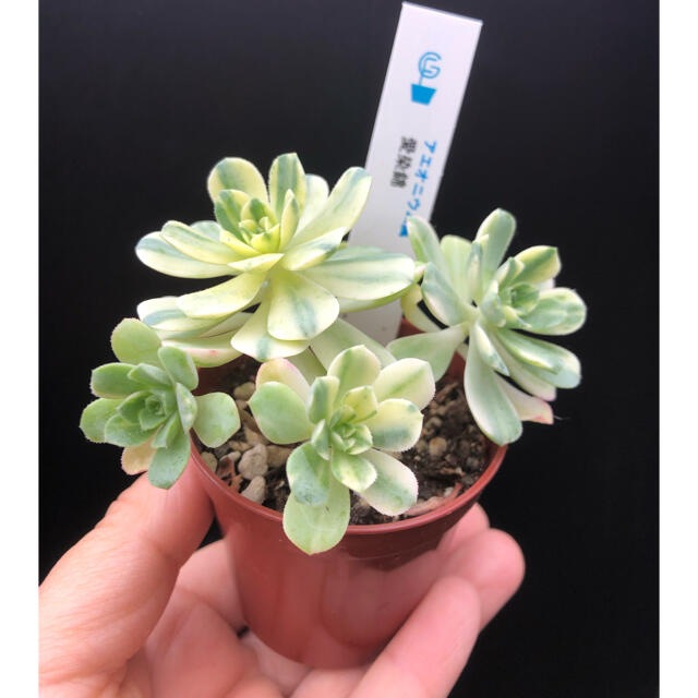 多肉植物 アエオニウム 愛染錦 抜き苗の通販 by *ふくちゃん 多肉植物 アエオニウム 愛染錦 抜き苗の通販 by *ふくちゃん