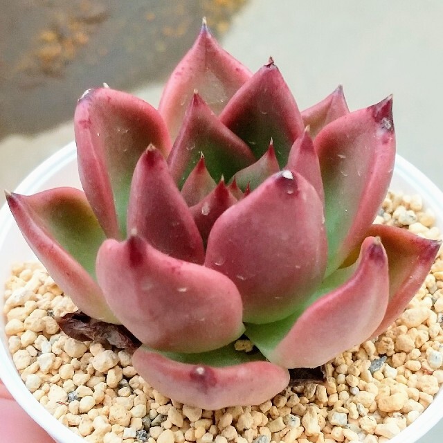 ○ハニーピンク○韓国苗 多肉植物 エケベリアの通販 by 海's ○ハニーピンク○韓国苗 多肉植物 エケベリアの通販 by 海's