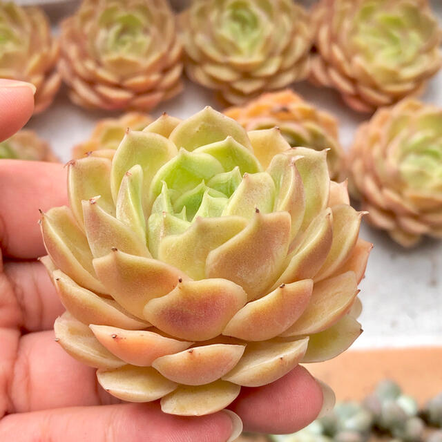 多肉植物 韓国苗 オウンスロー 紅葉美苗の通販 by 萌え✿*:.多肉 多肉植物 韓国苗 オウンスロー 紅葉美苗の通販 by 萌え✿*:.多肉