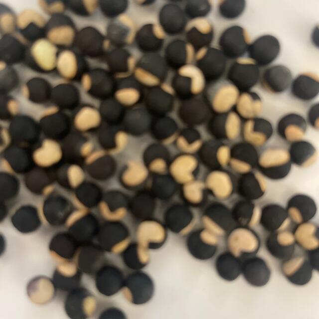 フウセンカズラの種100粒の通販 by しらす's shop|ラクマ フウセンカズラの種100粒の通販 by しらす's shop|ラクマ