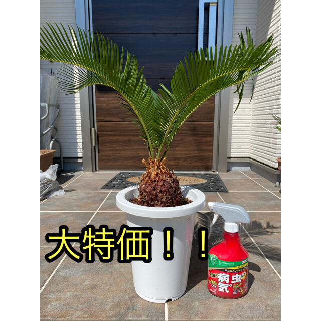 蘇鉄7号 蘇鉄7号