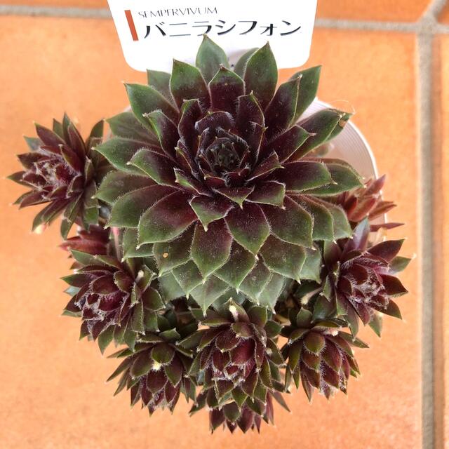 多肉植物 センペルビウム バニラシフォン 抜き苗の通販 by 多肉植物 センペルビウム バニラシフォン 抜き苗の通販 by