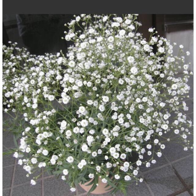 宿根草 八重咲き かすみ草 カスミ草 カスミソウ 苗 ホワイト 宿根草 八重咲き かすみ草 カスミ草 カスミソウ 苗 ホワイト