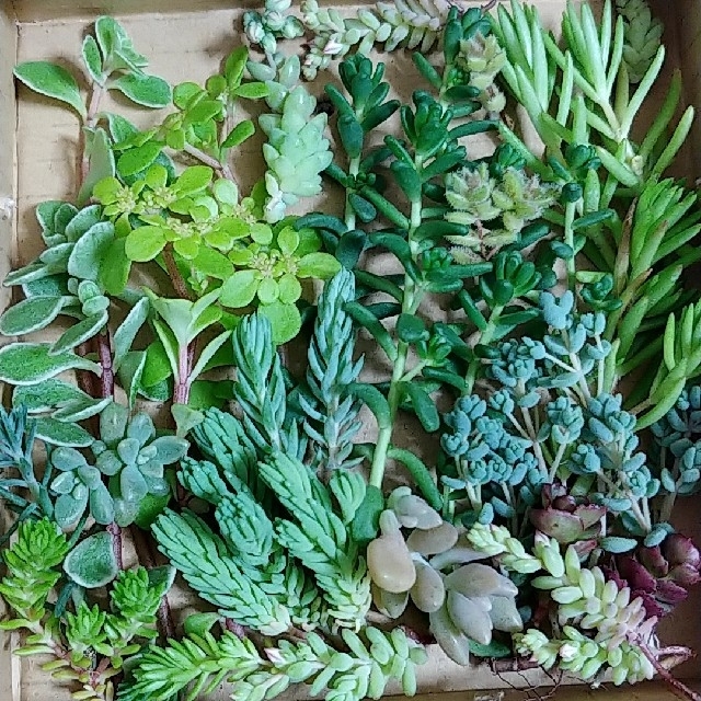 多肉植物カット苗ネコポスM ⑬の通販 by sana37|ラクマ 多肉植物カット苗ネコポスM ⑬の通販 by sana37|ラクマ