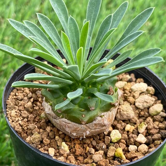 多肉植物 ユーフォルビア 峨眉山の通販 by ヒロふぁーむ|ラクマ 多肉植物 ユーフォルビア 峨眉山の通販 by ヒロふぁーむ|ラクマ