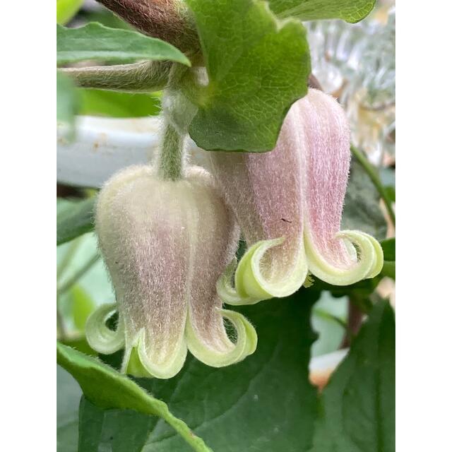 原種壺型クレマチスツインズの通販 by 植花夢 shop|ラクマ 原種壺型クレマチスツインズの通販 by 植花夢 shop|ラクマ