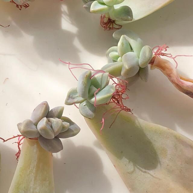 専用!多肉植物^o^ 今だけ❣️葉挿し赤ちゃん2種10コセット 専用!多肉植物^o^ 今だけ❣️葉挿し赤ちゃん2種10コセット