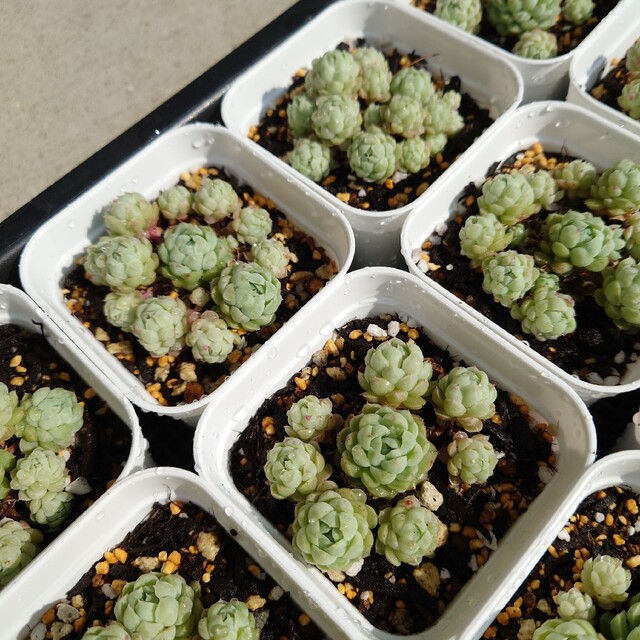 多肉植物 ラノリン 抜き苗の通販 by きく's shop|ラクマ 多肉植物 ラノリン 抜き苗の通販 by きく's shop|ラクマ