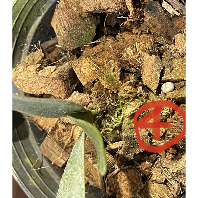 P. willinckii Silvery Dwarf (pup) P. willinckii Silvery Dwarf (pup)