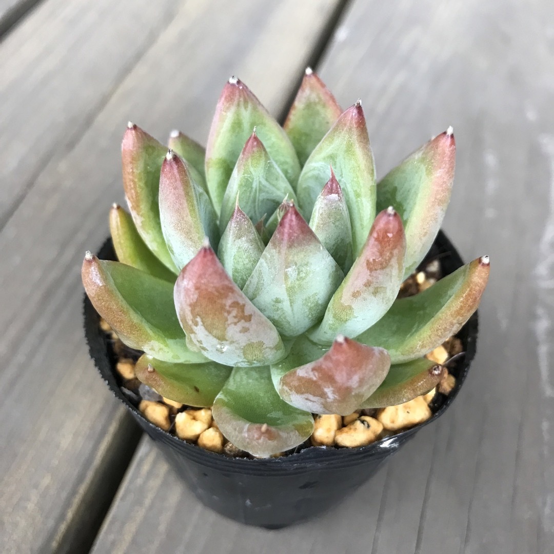 多肉植物13シエロ エケベリア 韓国苗の通販 by 多肉植物 多肉植物13シエロ エケベリア 韓国苗の通販 by 多肉植物