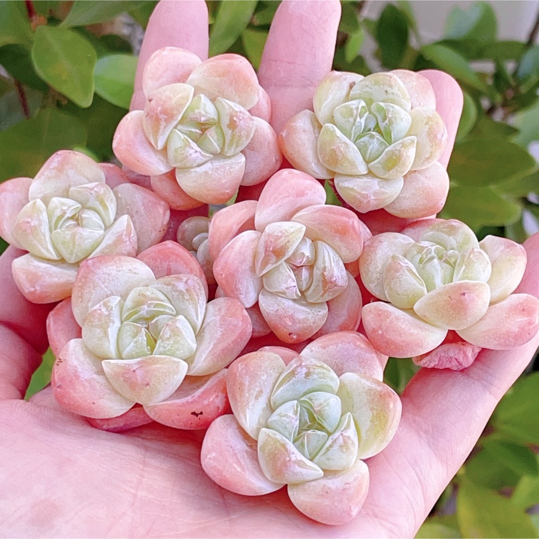 クリーム氷玉 小 多肉植物の通販 by momo's shop|ラクマ クリーム氷玉 小 多肉植物の通販 by momo's shop|ラクマ