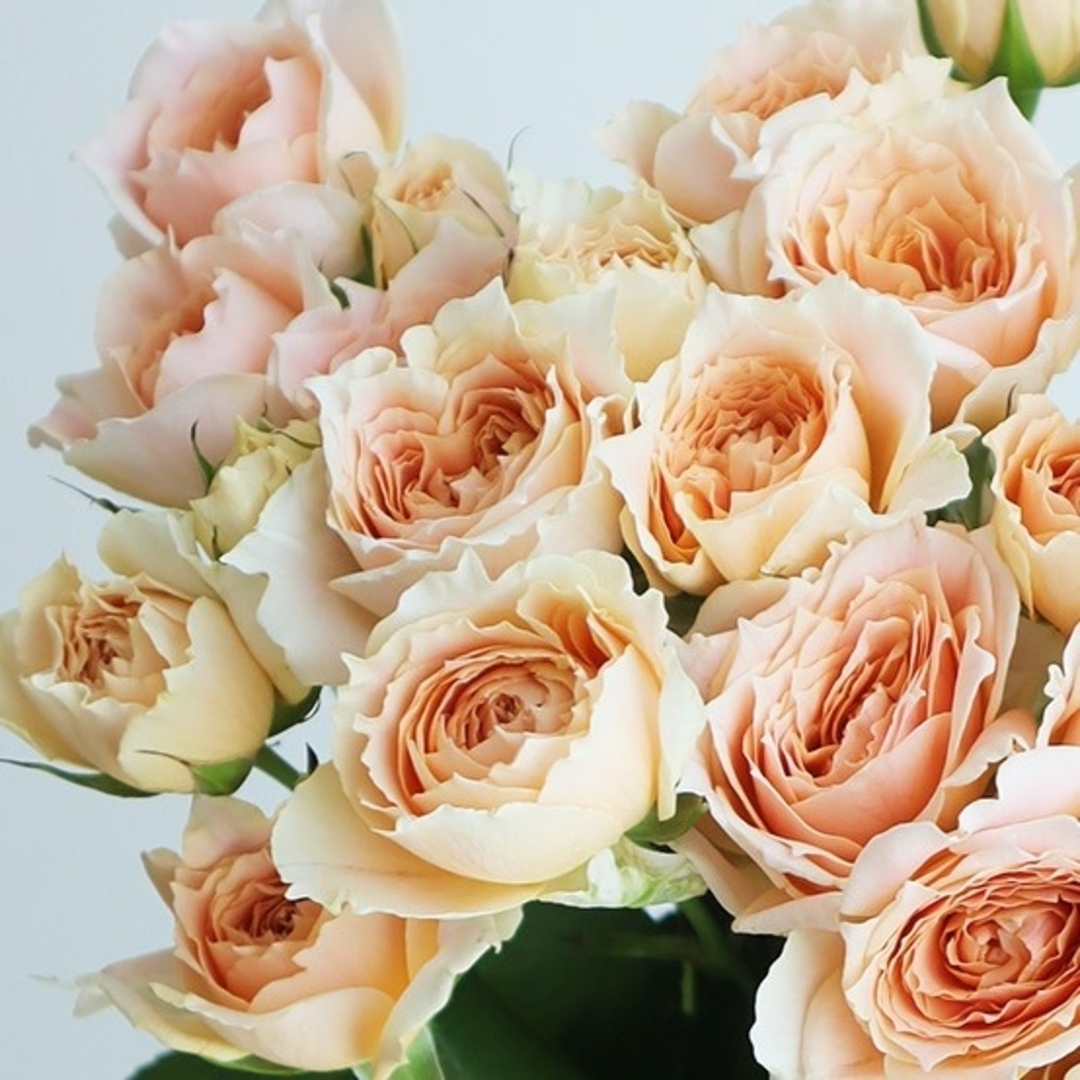 🌼人気切り花種バラ苗🌼チア…アプリ…🌼安心2年苗🌼蕾付き!の通販 🌼人気切り花種バラ苗🌼チア…アプリ…🌼安心2年苗🌼蕾付き!の通販
