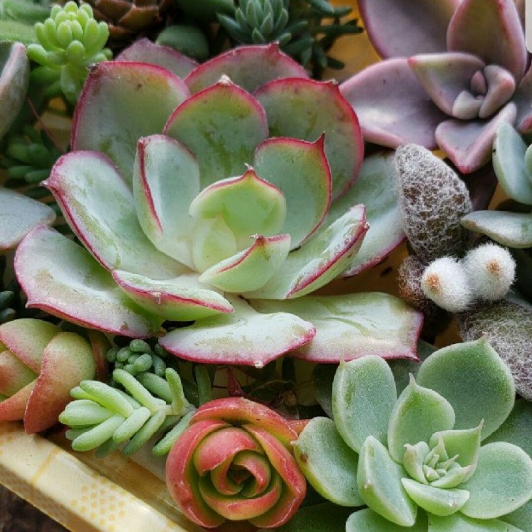 多肉植物 寄せ植えセット カット苗 多肉弁当 パラメラの通販 by 多肉植物 寄せ植えセット カット苗 多肉弁当 パラメラの通販 by