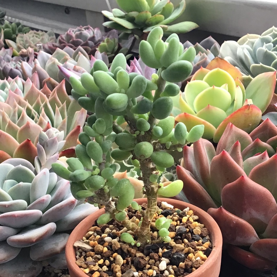 多肉植物 NYBG sedum セダムspモンスト ☆激レア☆ 抜き苗!!の 多肉植物 NYBG sedum セダムspモンスト ☆激レア☆ 抜き苗!!の