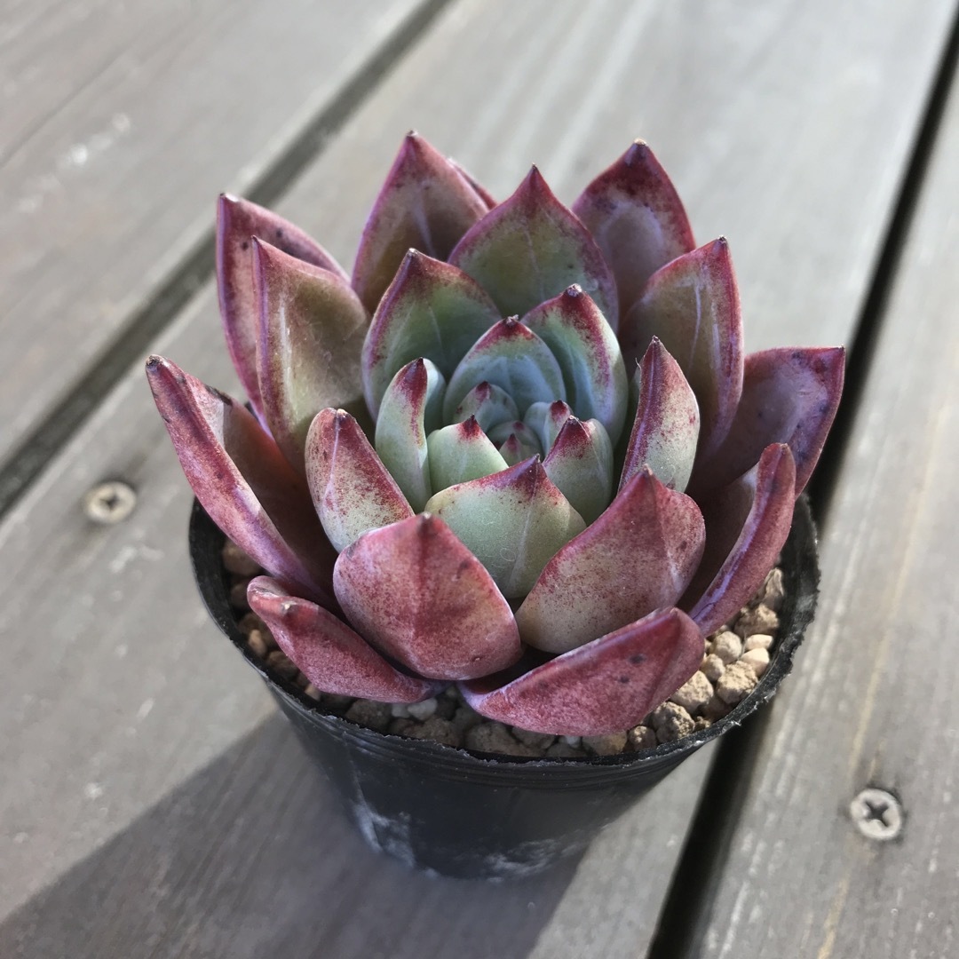 多肉植物4 エリサーブ エケベリア 韓国苗の通販 by 多肉植物 多肉植物4 エリサーブ エケベリア 韓国苗の通販 by 多肉植物