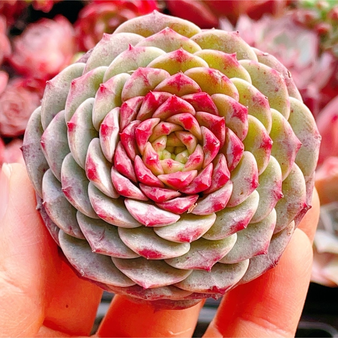 レッドベルベット 多肉植物の通販 by momo's shop|ラクマ レッドベルベット 多肉植物の通販 by momo's shop|ラクマ