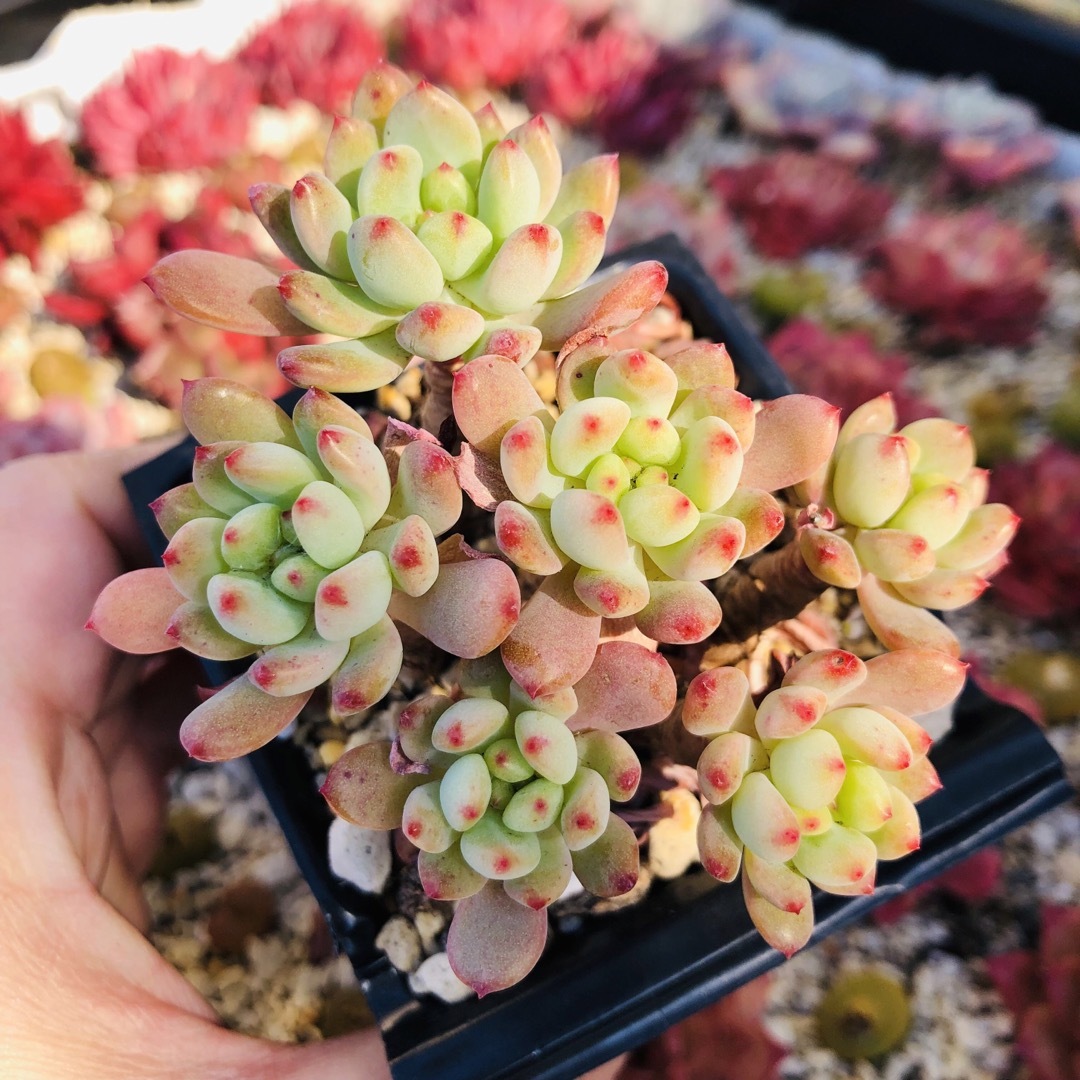 ブルーアップル 群生 6頭 抜き苗 多肉植物の通販 by hs's shop ブルーアップル 群生 6頭 抜き苗 多肉植物の通販 by hs's shop