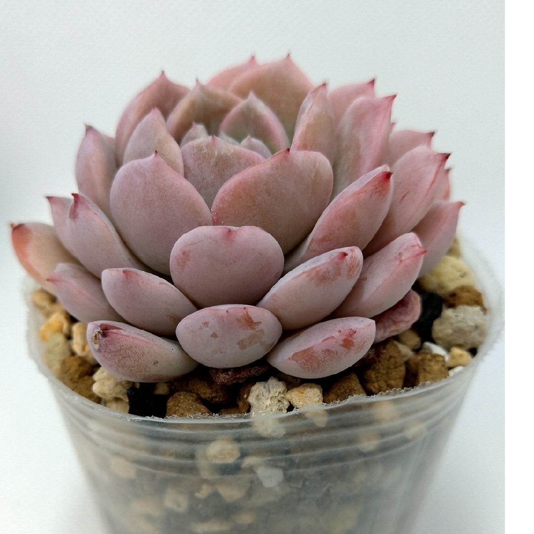 多肉植物 エケベリア アリスクイーン 抜き苗の通販 by ミンたん 多肉植物 エケベリア アリスクイーン 抜き苗の通販 by ミンたん