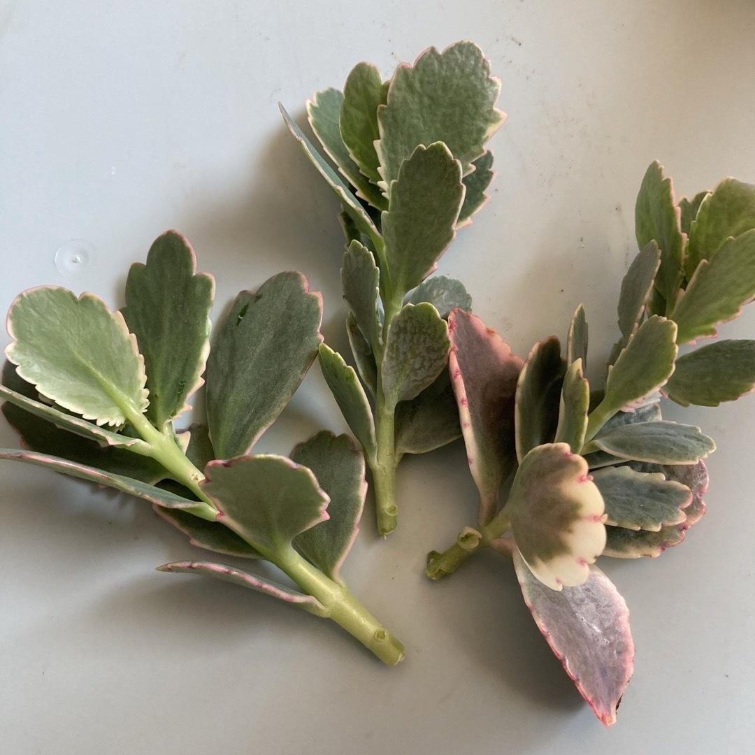 多肉植物✳︎ 胡蝶の舞錦 カット苗B 多肉植物✳︎ 胡蝶の舞錦 カット苗B