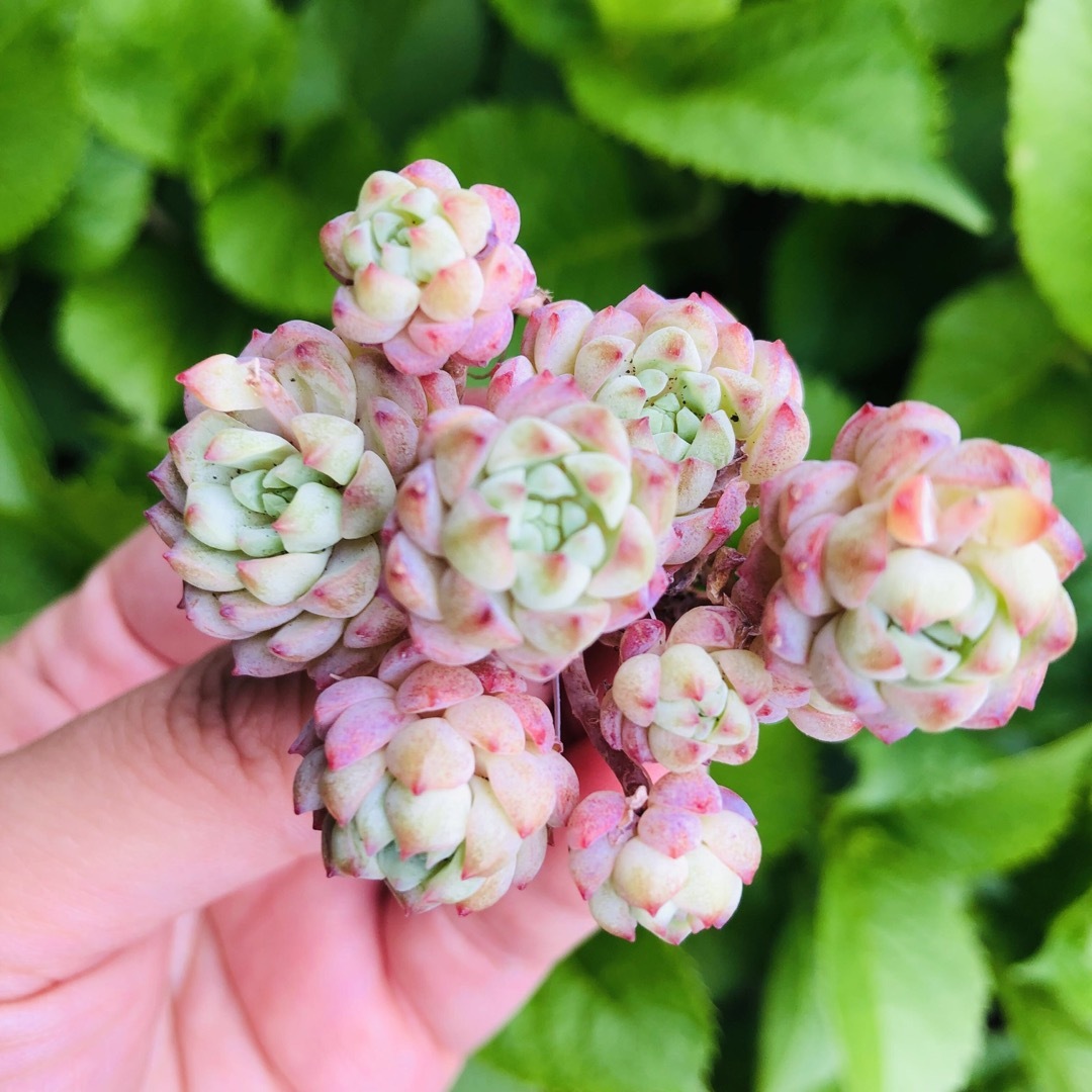 桜苺 群生 エケベリア 多肉植物の通販 by hs's shop|ラクマ 桜苺 群生 エケベリア 多肉植物の通販 by hs's shop|ラクマ