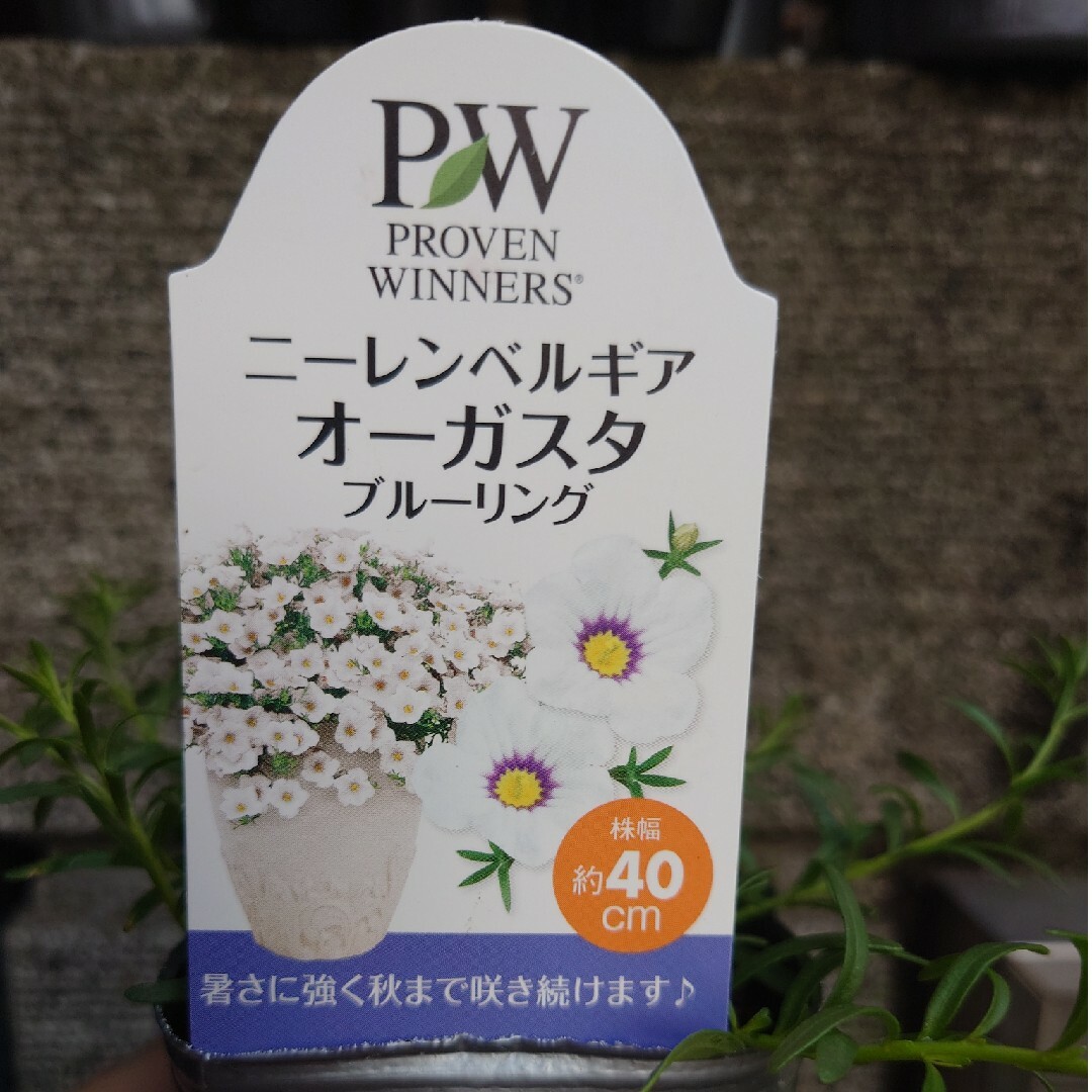 宿根草 多年草 花付き抜群 PW『ニーレンベルギアオーガスタ 宿根草 多年草 花付き抜群 PW『ニーレンベルギアオーガスタ
