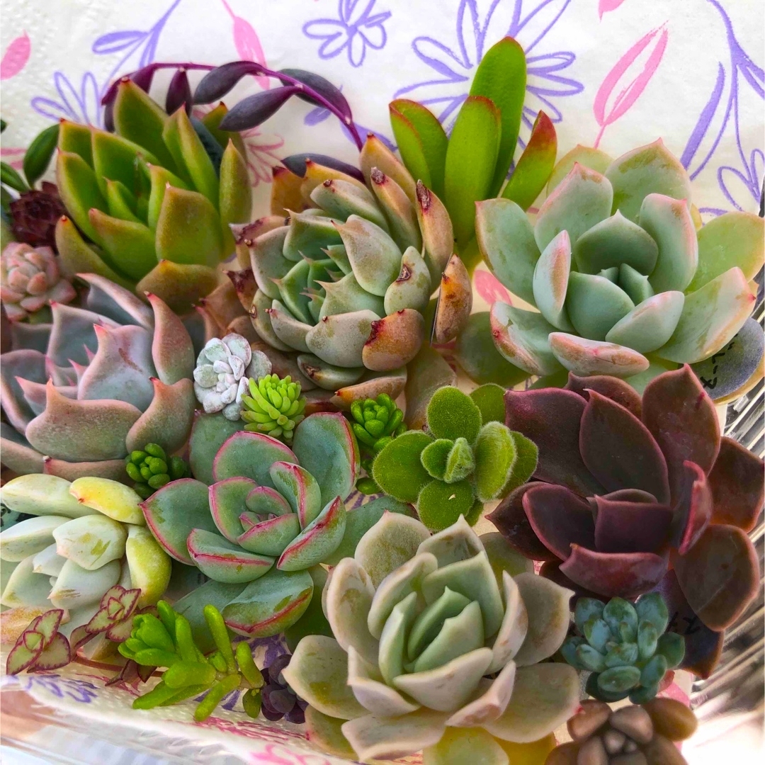 多肉植物カット苗⑰☆寄せ植え 多肉植物カット苗⑰☆寄せ植え