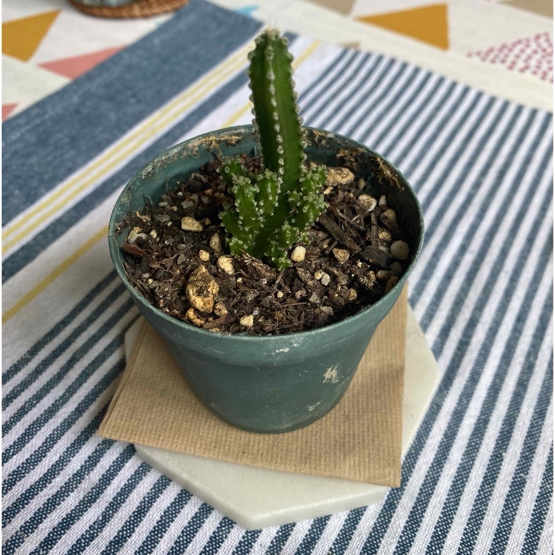 ❤️【観葉植物】❤️電磁波吸収サボテン セレウスサボテンの ❤️【観葉植物】❤️電磁波吸収サボテン セレウスサボテンの