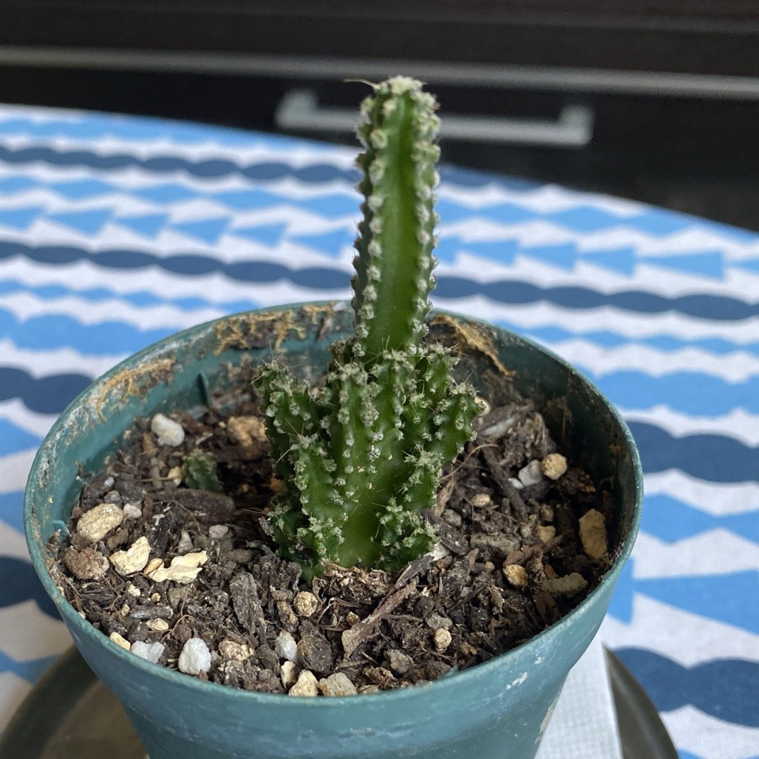 ❤️【観葉植物】❤️電磁波吸収サボテン セレウスサボテンの ❤️【観葉植物】❤️電磁波吸収サボテン セレウスサボテンの
