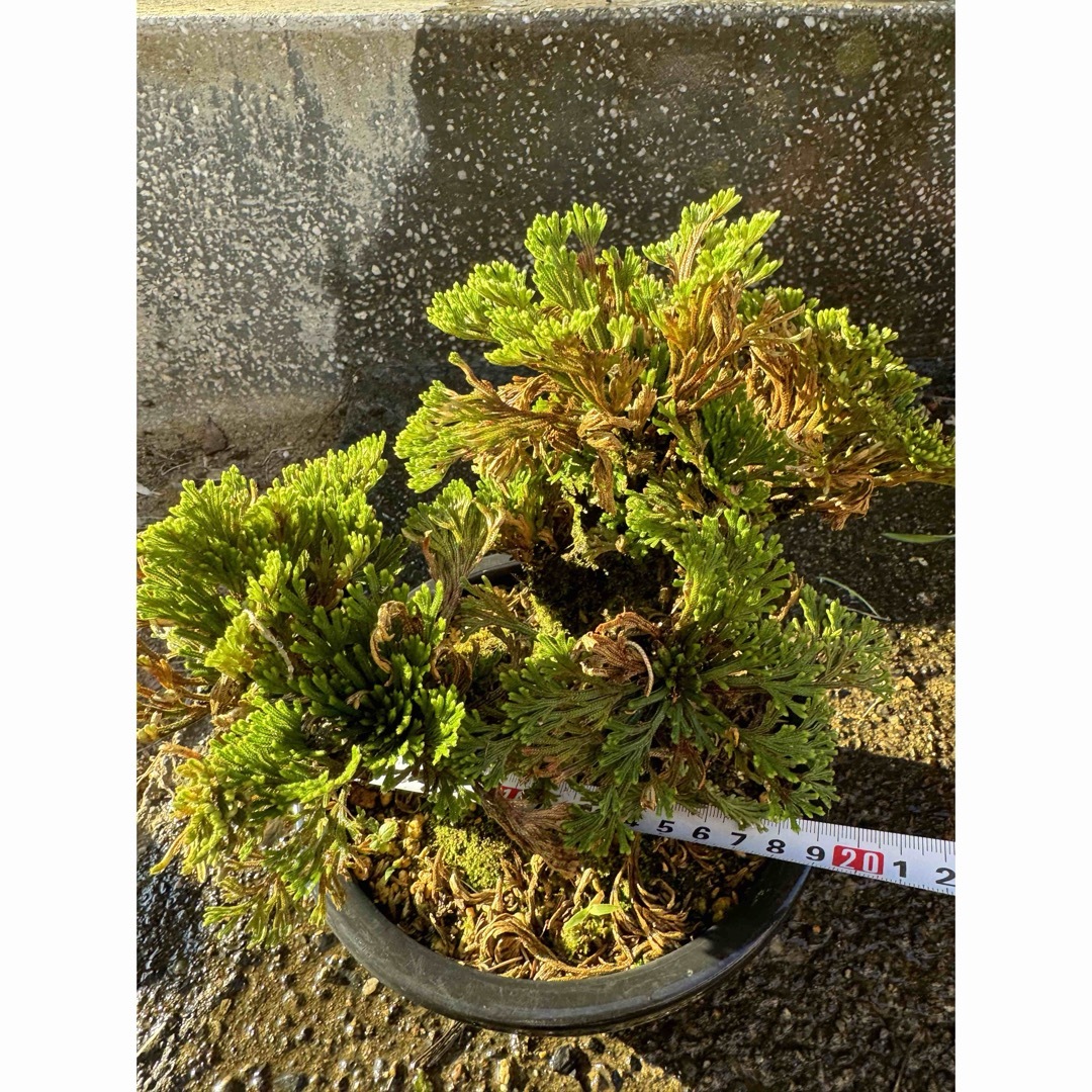 岩松 イワヒバ 岩ヒバ 盆栽 山野草 ひから 高山植物 139 盆栽 岩松 イワヒバ 岩ヒバ 盆栽 山野草 ひから 高山植物 139 盆栽