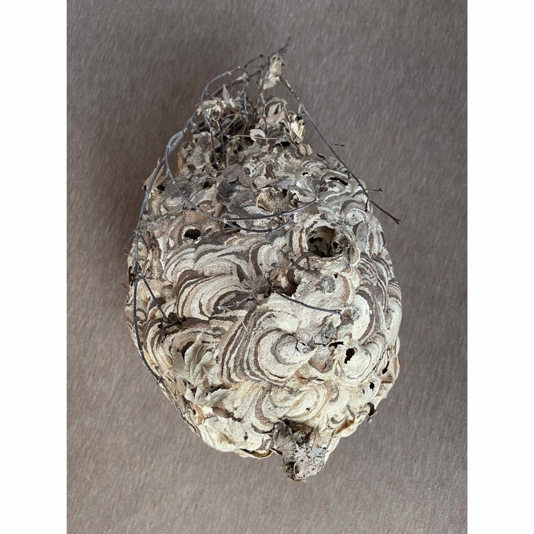 甕 素焼き スズメ蜂の巣模様 エリー242 流行る 甕 素焼き スズメ蜂の巣模様 エリー242 流行る