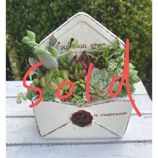多肉植物 チェリーボンボン ぼのぼのさん苗 札なし 古くさい 多肉植物 チェリーボンボン ぼのぼのさん苗 札なし 古くさい