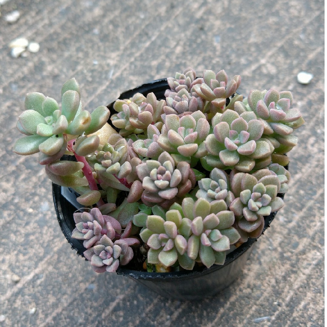 多肉植物】小梅 抜き苗の通販 by もちこ's shop|ラクマ 多肉植物】小梅 抜き苗の通販 by もちこ's shop|ラクマ