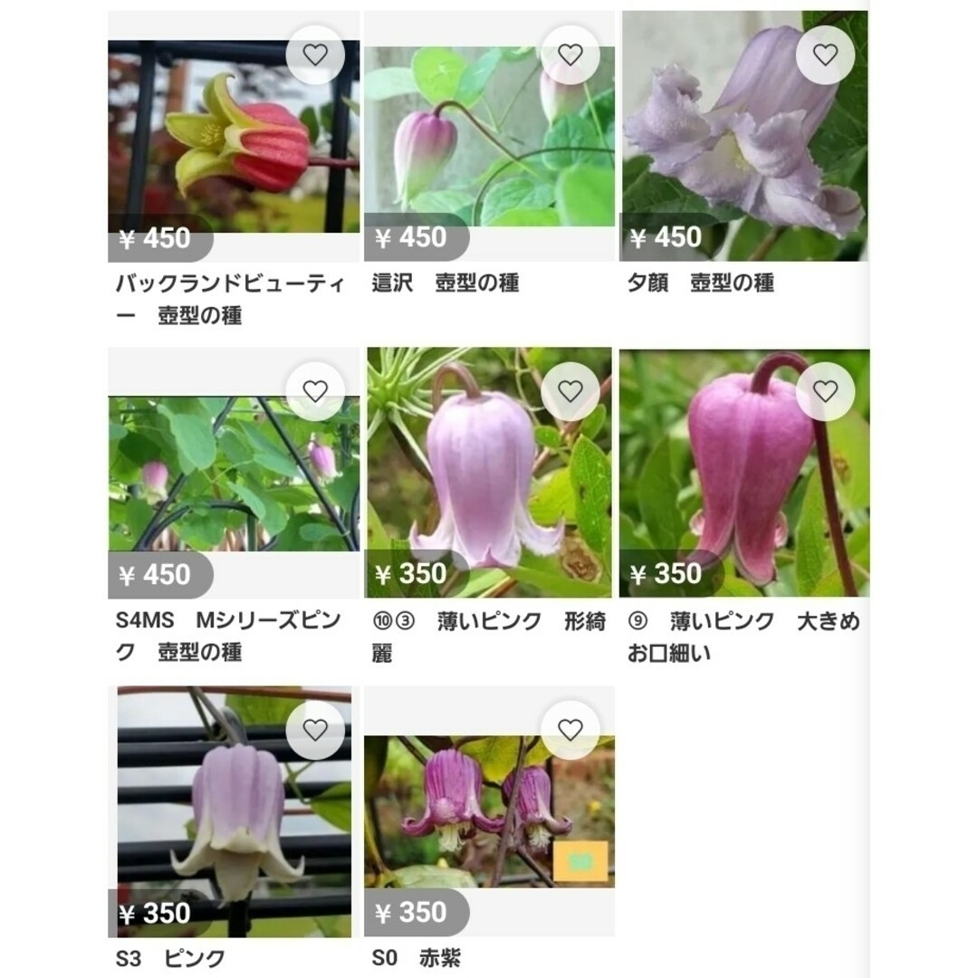 壺型クレマチスの種 おまかせ3品種の通販 by ブルーグラス's 壺型クレマチスの種 おまかせ3品種の通販 by ブルーグラス's