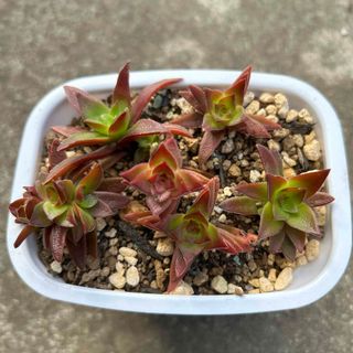 多肉植物 紅葉祭り 抜き苗の通販|ラクマ 多肉植物 紅葉祭り 抜き苗の通販|ラクマ