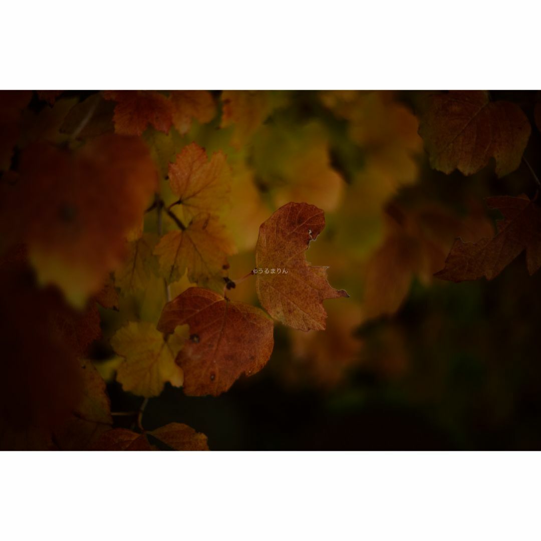 LEICA - 虹の出る癖玉!Leica Summar 50mm f2 オールドレンズの LEICA - 虹の出る癖玉!Leica Summar 50mm f2 オールドレンズの