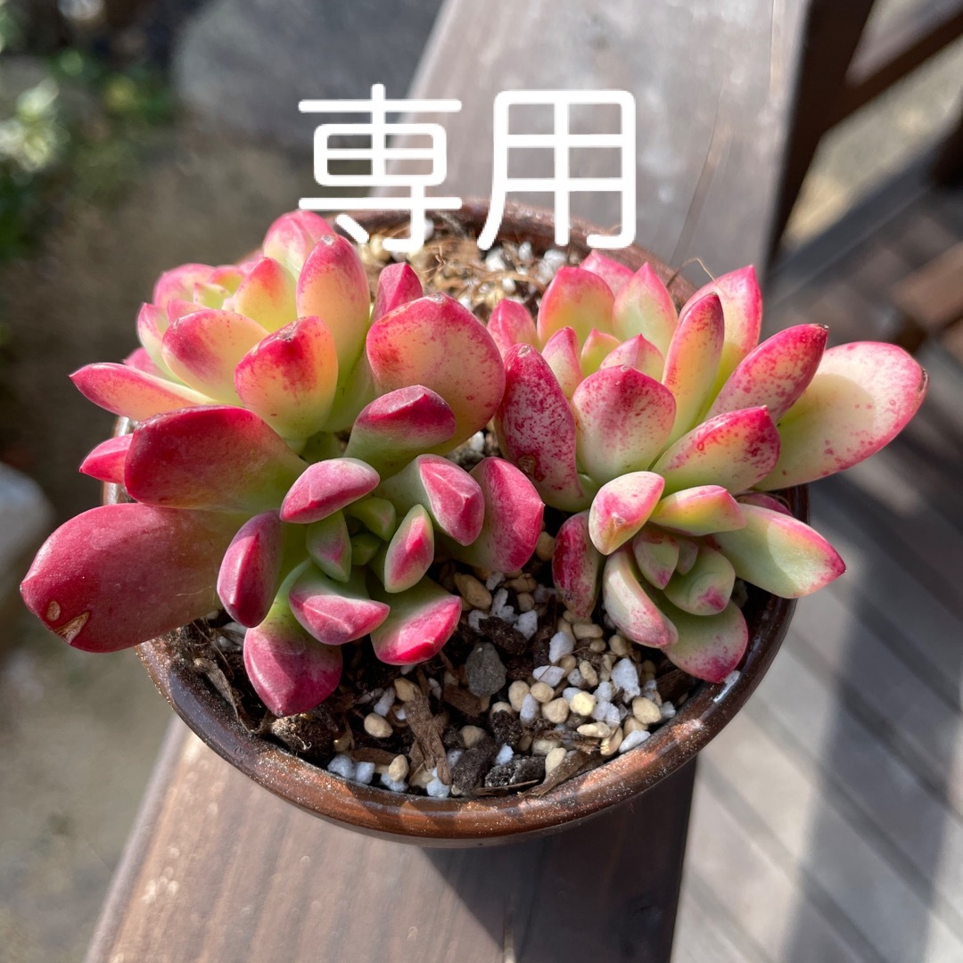 多肉植物 鈴錦 カット苗💚の通販 by のんきまま's shop|ラクマ 多肉植物 鈴錦 カット苗💚の通販 by のんきまま's shop|ラクマ