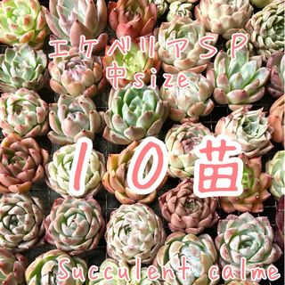 観葉植物 ペペロミア 斑入り 抜き苗の通販 by chiko(植物発送は 観葉植物 ペペロミア 斑入り 抜き苗の通販 by chiko(植物発送は