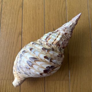 ほら貝のフリマアイテム一覧 ほら貝のフリマアイテム一覧