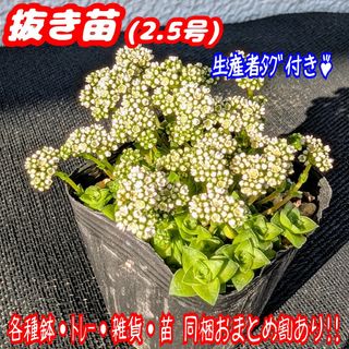 カランコエ フィフィのフリマアイテム一覧 カランコエ フィフィのフリマアイテム一覧