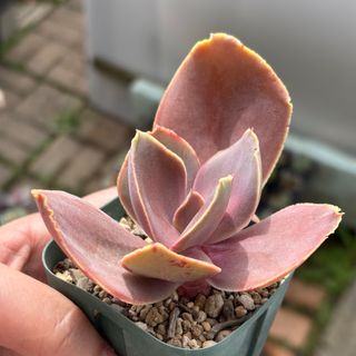 ハート型❤️豪華☆寄せ植え☆このまま飾れます☆多肉植物の通販 ハート型❤️豪華☆寄せ植え☆このまま飾れます☆多肉植物の通販