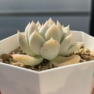 ハート型❤️豪華☆寄せ植え☆このまま飾れます☆多肉植物の通販 ハート型❤️豪華☆寄せ植え☆このまま飾れます☆多肉植物の通販