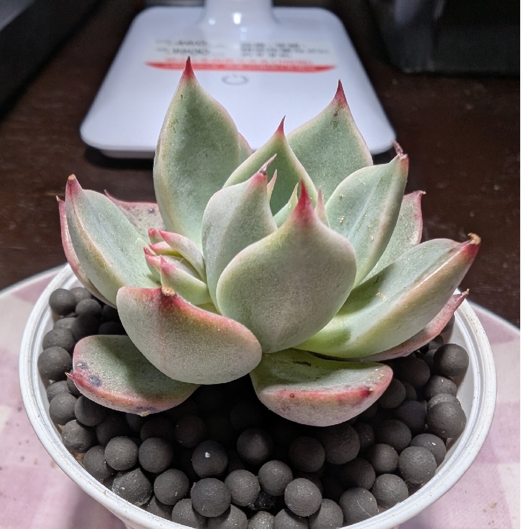 多肉植物♢426 エケベリア (大和の薔薇)×リンゼアナ カット苗の 多肉植物♢426 エケベリア (大和の薔薇)×リンゼアナ カット苗の