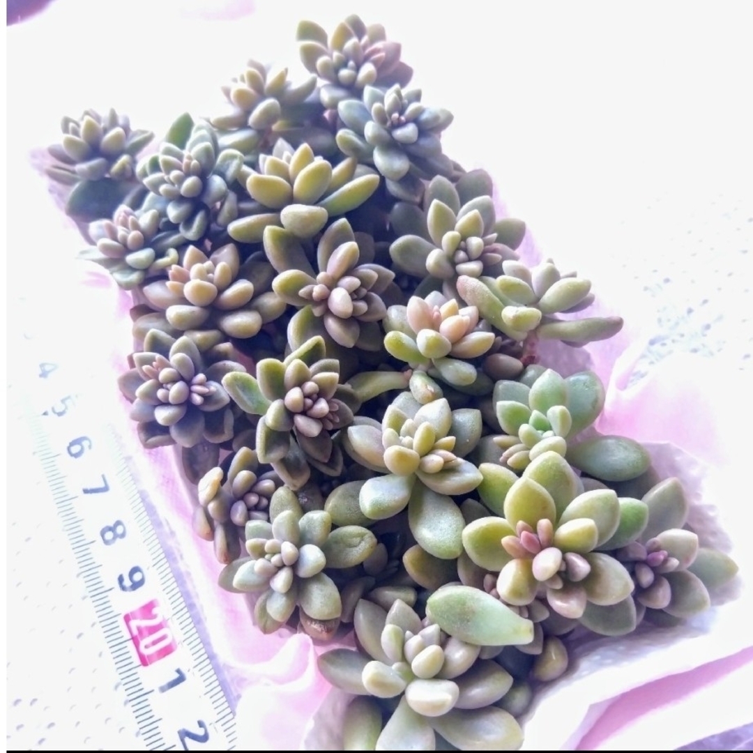 多肉植物🌱姫秋麗 💕梱包込100g♡カット苗 寄せ植え🌱寄植えに 多肉植物🌱姫秋麗 💕梱包込100g♡カット苗 寄せ植え🌱寄植えに